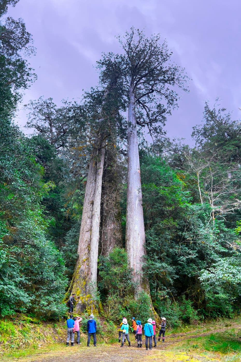 Three Sisters - Visit One of the Tallest Trees in Taiwan